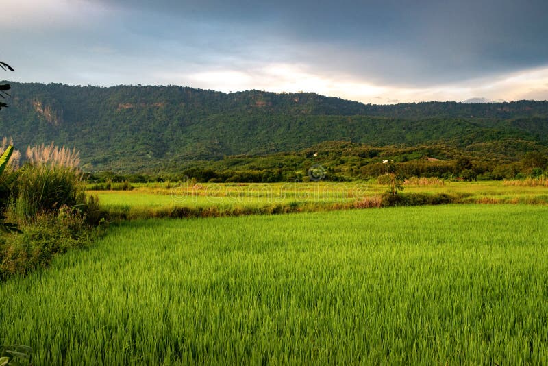 Rice fields near the hill stock image. Image of beautiful - 159581865