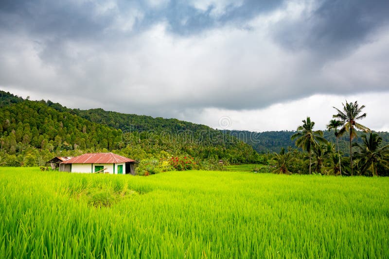 Rice Fields Near Munduk, Bali Stock Image - Image of ubud, tropical ...