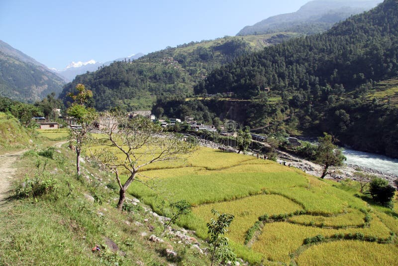 Rice fields stock photo. Image of slope, tree, valley - 36012428