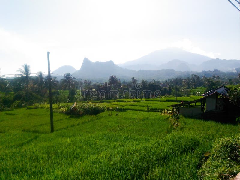 Rice Fields Near the West Java of Indonesia Stock Image - Image of ...