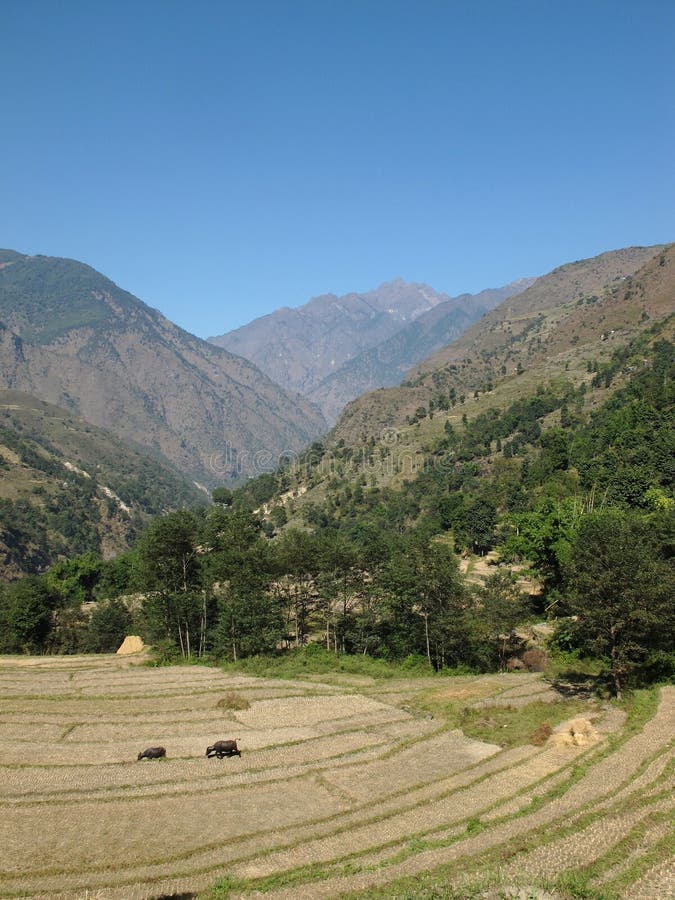 Rice Fields in Nepal. Harvest Time. Stock Image - Image of nepal ...