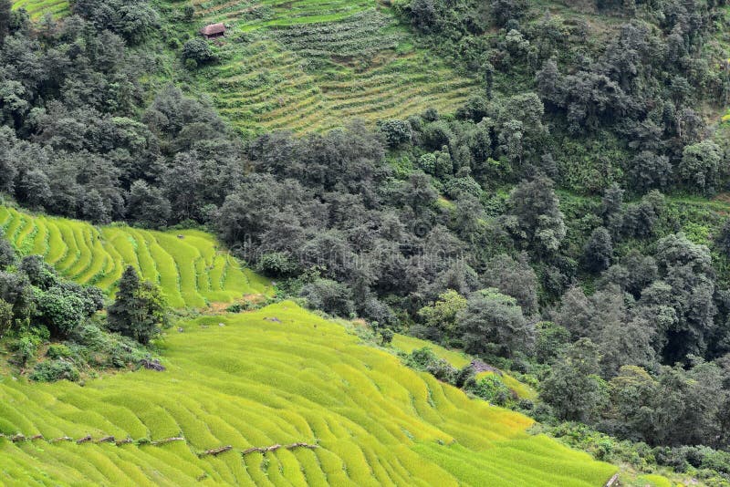 Spectacular Rice Fields on the Himalayan Slopes, Nepal Stock Image ...