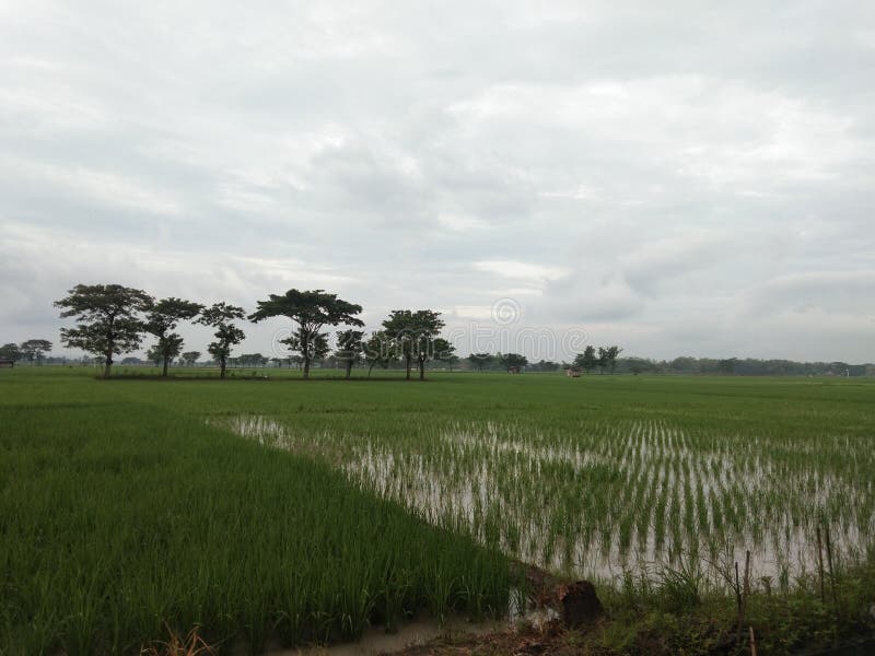 Rice Fields after a Night of Rain Stock Image - Image of night, nature ...