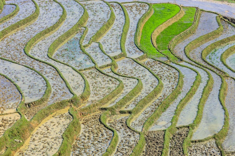 Rice Fields in North Vietnam Stock Photo - Image of land, curve: 71005642