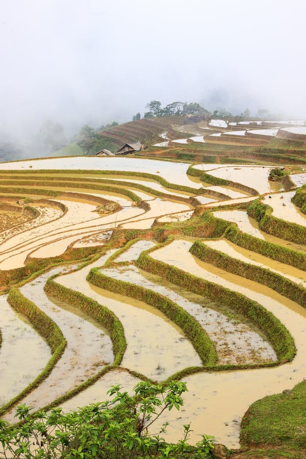 Rice Fields in North Vietnam Stock Photo - Image of malaysia ...