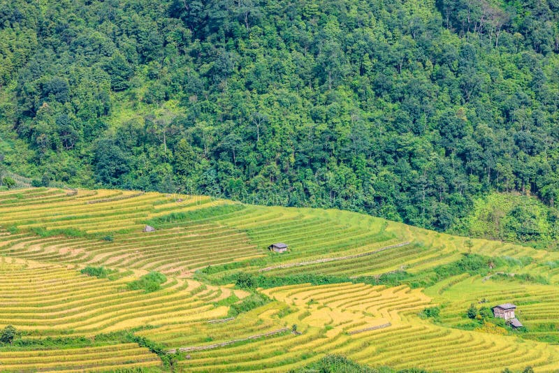 Rice Fields at North Vietnam Stock Photo - Image of land, east: 77492234