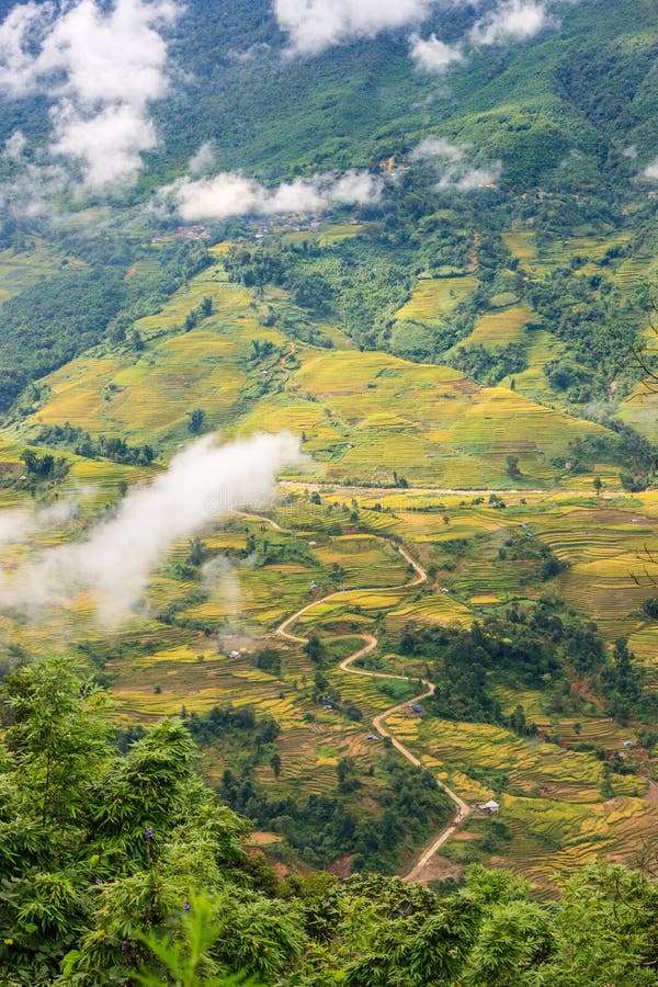 Rice Fields at North Vietnam Stock Image - Image of environment ...