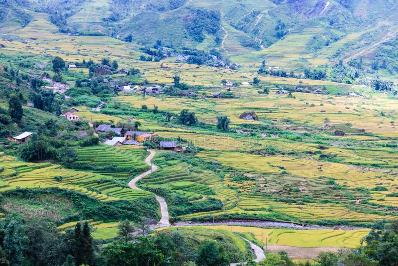 Rice Fields at North Vietnam Stock Photo - Image of fields, asian: 77651606