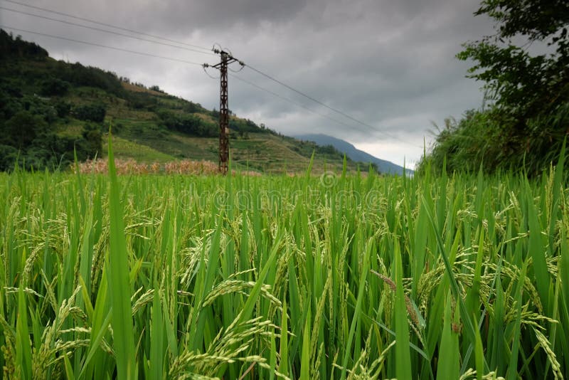 Rice Fields in Northern China, Stunning Backdrops D.y Stock Photo ...