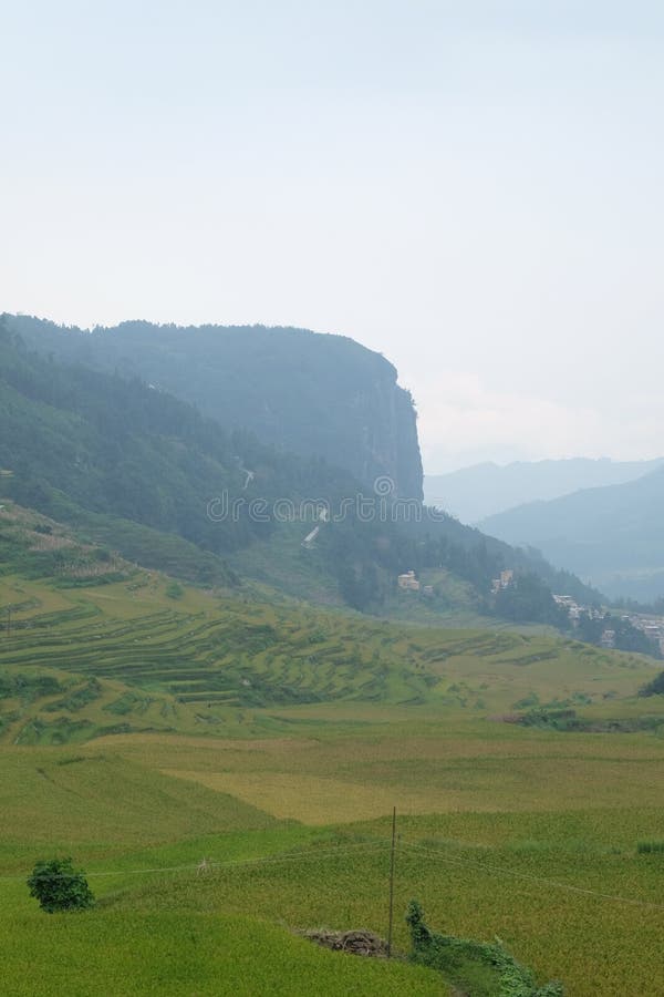 Rice Fields in Northern China, Stunning Backdrops D.y Stock Image ...