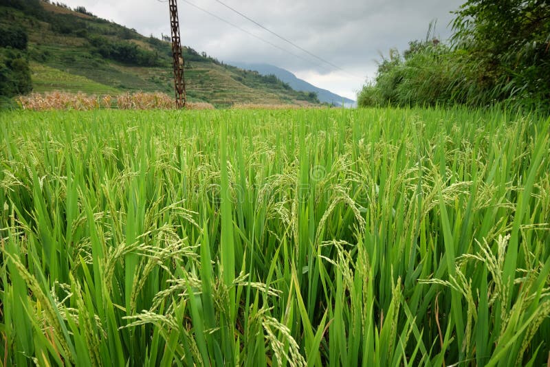 Rice Fields in Northern China, Stunning Backdrops D.y Stock Photo ...