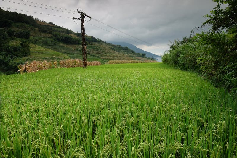 Rice Fields in Northern China, Stunning Backdrops D.y Stock Image ...