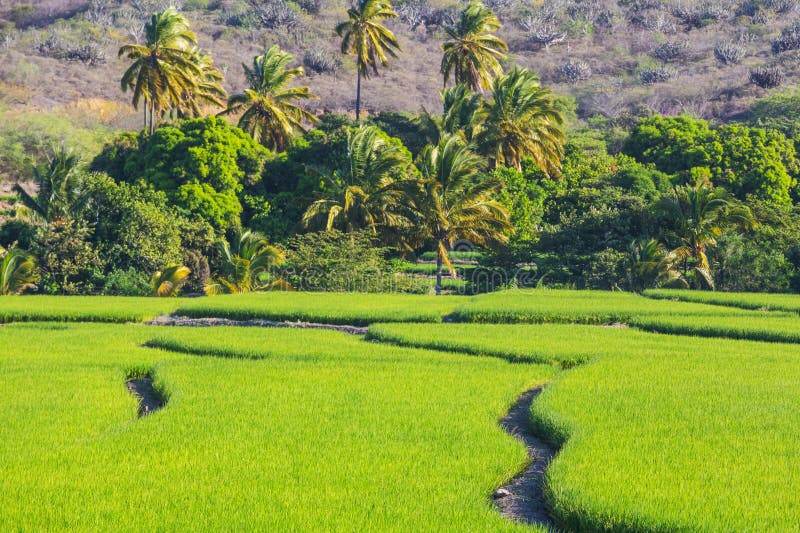 Rice fields in Peru stock image. Image of rural, leisure - 295276573