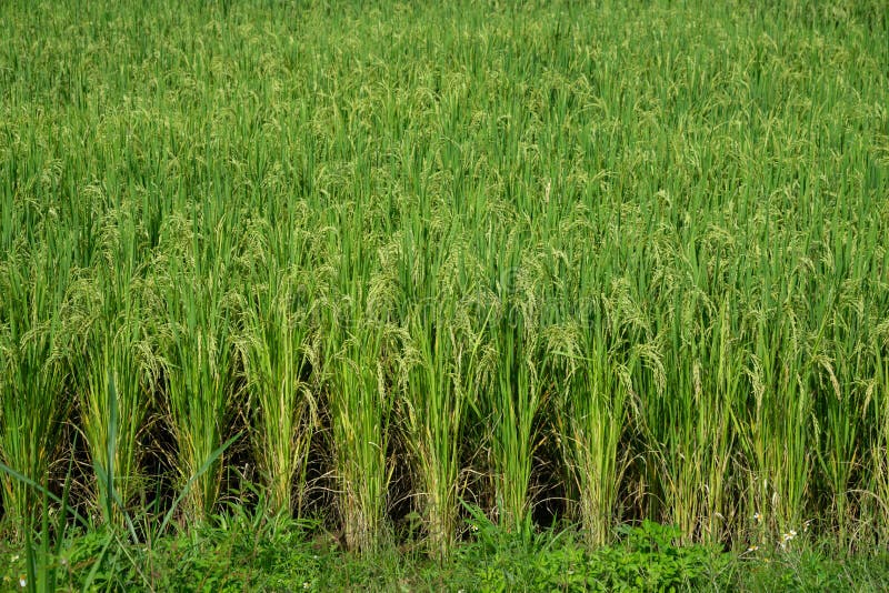 Rice Fields in the Northern Region Stock Photo - Image of landscape ...
