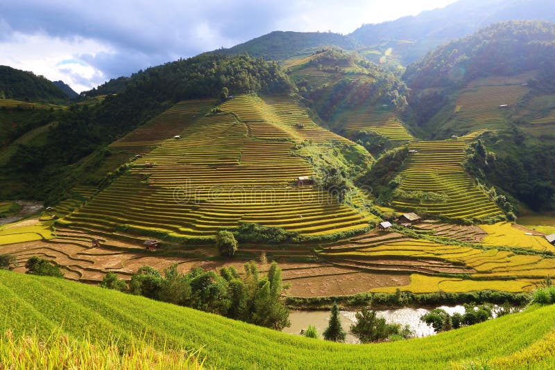 Rice Fields in Northern of Vietnam Stock Image - Image of step, rice ...