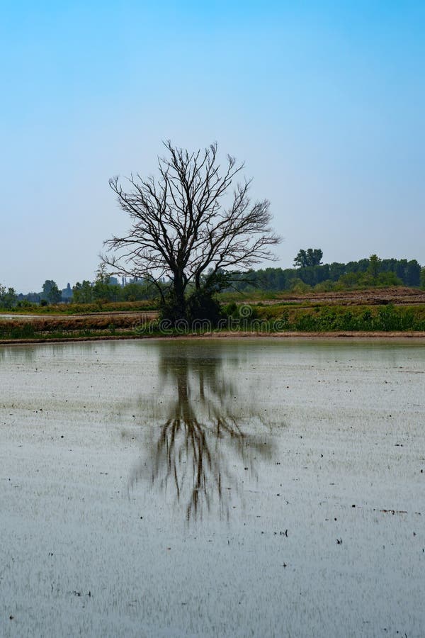 Rice Fields in Novara Province, Italy Stock Image - Image of spring ...
