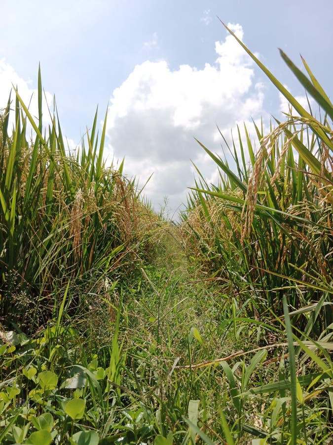 Rice Fields Overgrown with Green Grass in the Middle of Yellowing Rice ...
