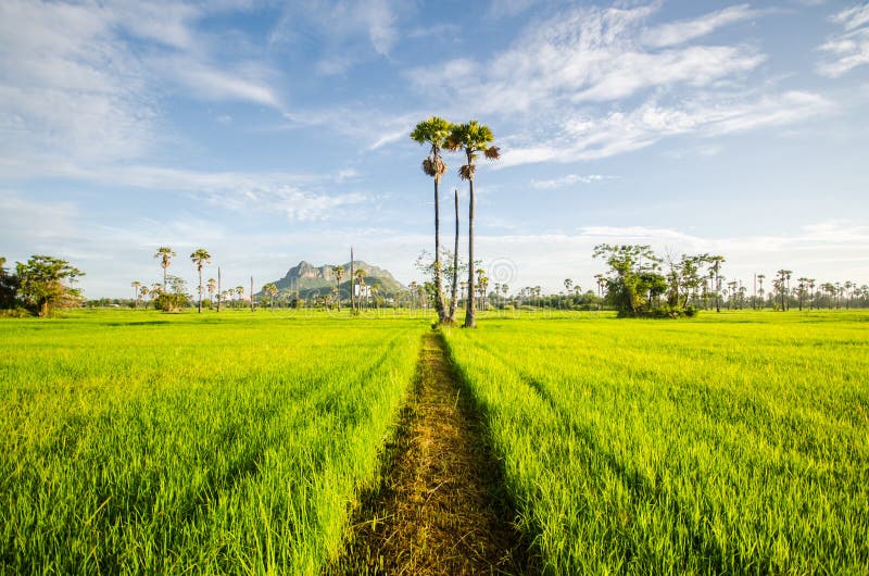 Green rice fields stock photo. Image of evening, clouds - 158987630