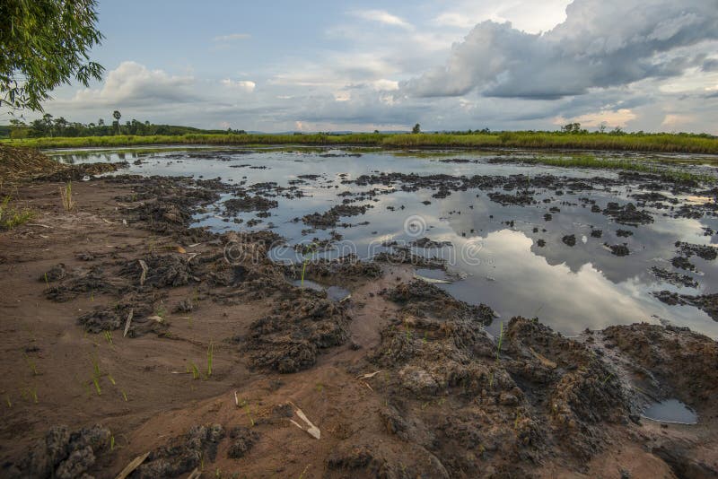Rice Fields Rice Paddy’s Damaged by Heavy Rain and Flooding Causing ...