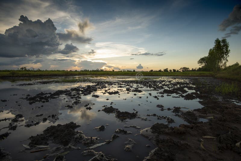 Rice Fields Rice Paddyâ€™s Damaged by Heavy Rain and Flooding Causing ...