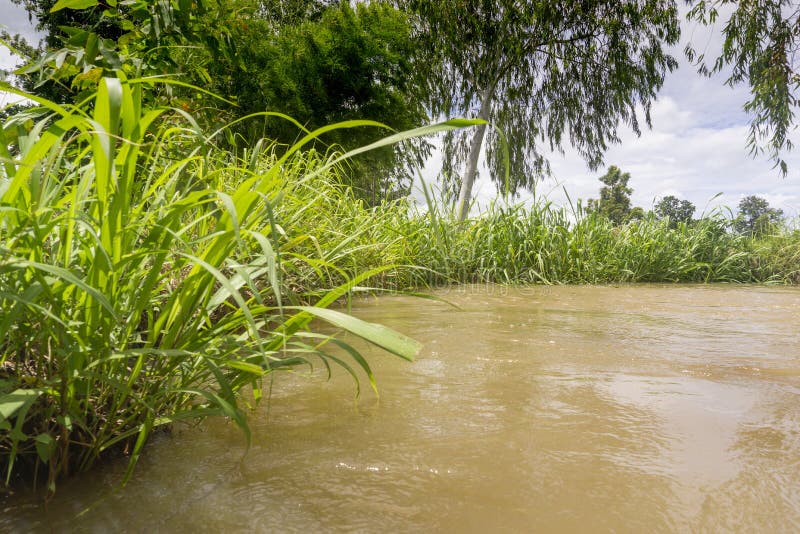 Rice Fields Rice Paddyâ€™s Damaged by Heavy Rain and Flooding Causing ...