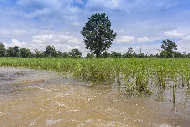Rice Fields Rice Paddyâ€™s Damaged by Heavy Rain and Flooding Causing ...