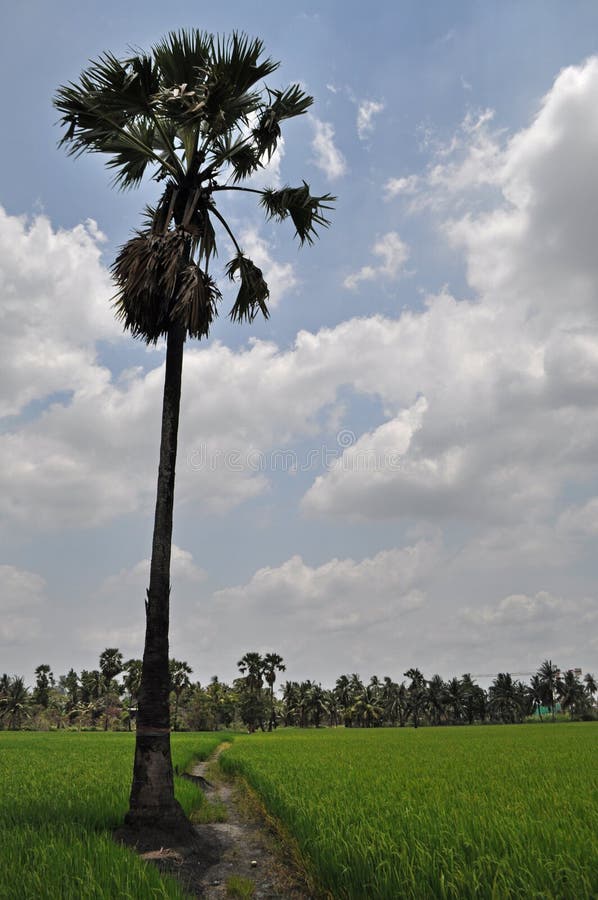 Rice Fields and Palm Tree in the Thai Countryside Stock Image - Image ...