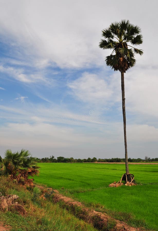 Rice Fields and Palm Tree in the Thai Countryside Stock Image - Image ...