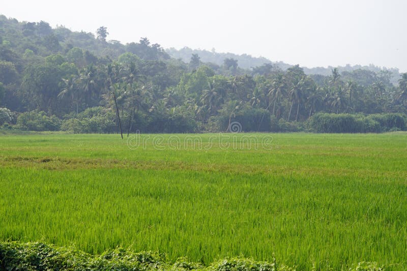 Rice Fields in Panchaya Village Stock Image - Image of india ...