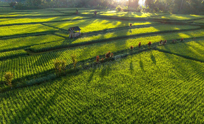 Rice Fields in Payangan District, Bali, Indonesia Stock Photo - Image ...