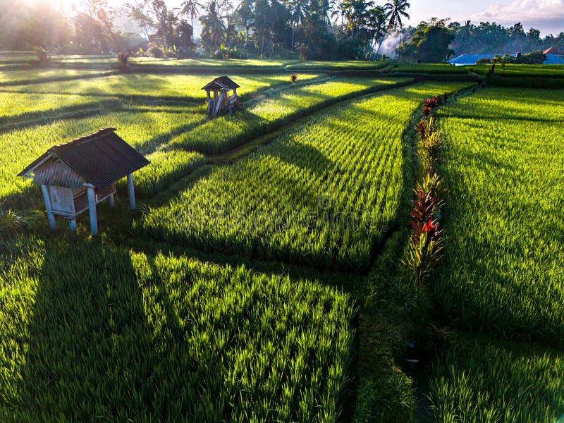 Rice Fields in Payangan District, Bali, Indonesia Stock Photo - Image ...