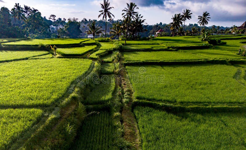 Rice Fields in Payangan District, Bali, Indonesia Stock Image - Image ...