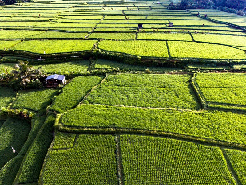 Rice Fields in Payangan District, Bali, Indonesia Stock Photo - Image ...