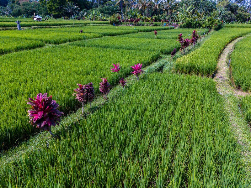 Rice Fields in Payangan District, Bali, Indonesia Stock Image - Image ...