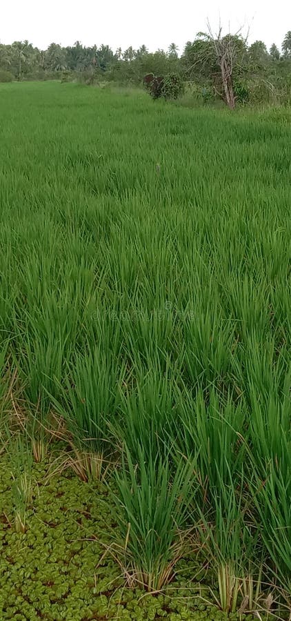 Rice Fields in Peat Swamp Land Stock Photo - Image of lawn, agriculture ...