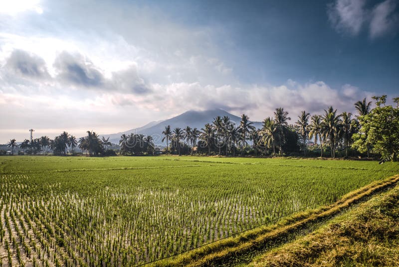 Rice Fields at Philippine Coiuntryside Under Morning Sky Stock Image ...