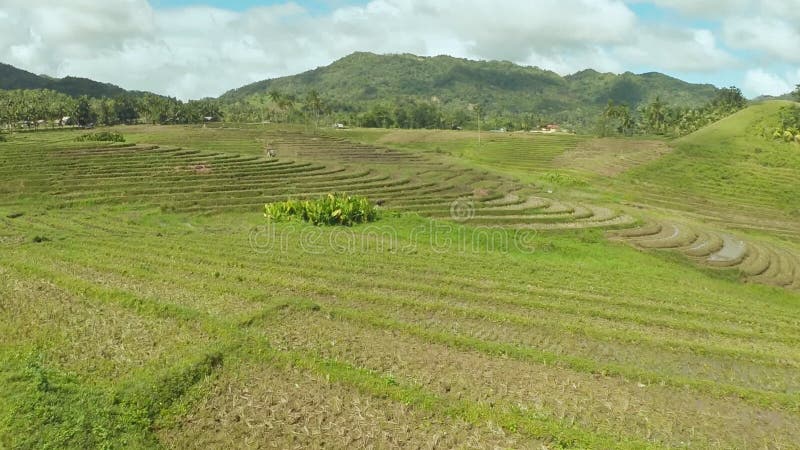 Rice Fields of the Philippines. the Island of Bohol. Filipino Village ...