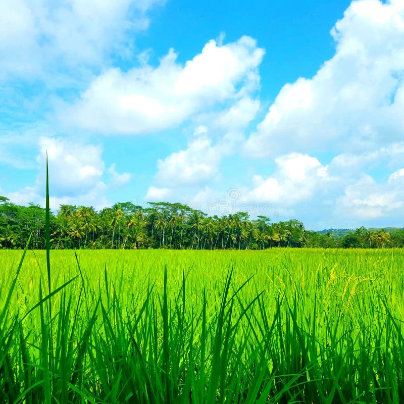Rice Fields are Places for Us To Eat Stock Image - Image of places ...