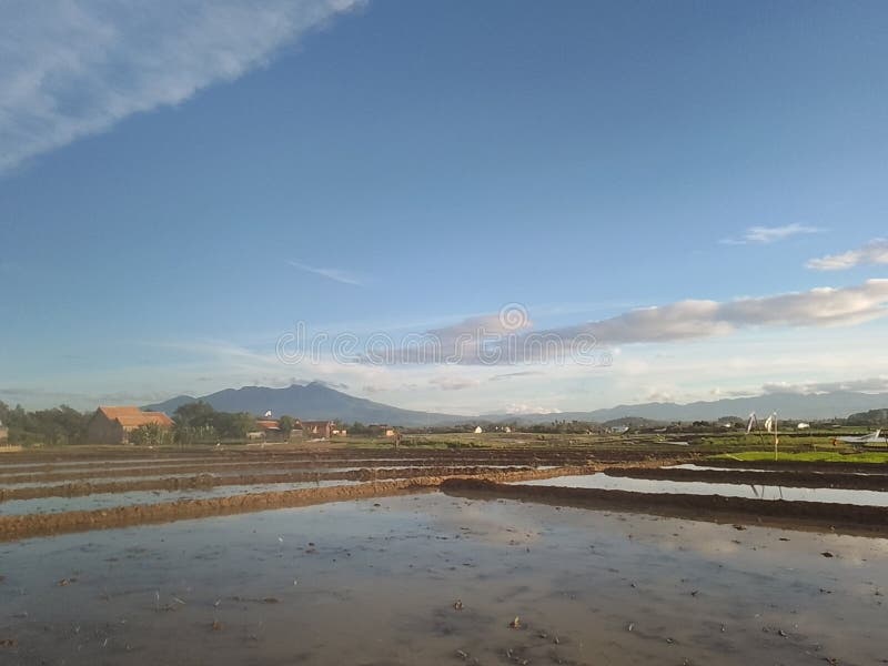Farmers Plant Rice in Paddy Fields with a System of Traditional Methods ...