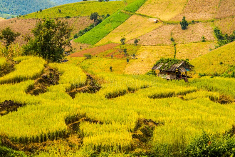 Rice paddies on high 17 stock image. Image of yellow - 102777431