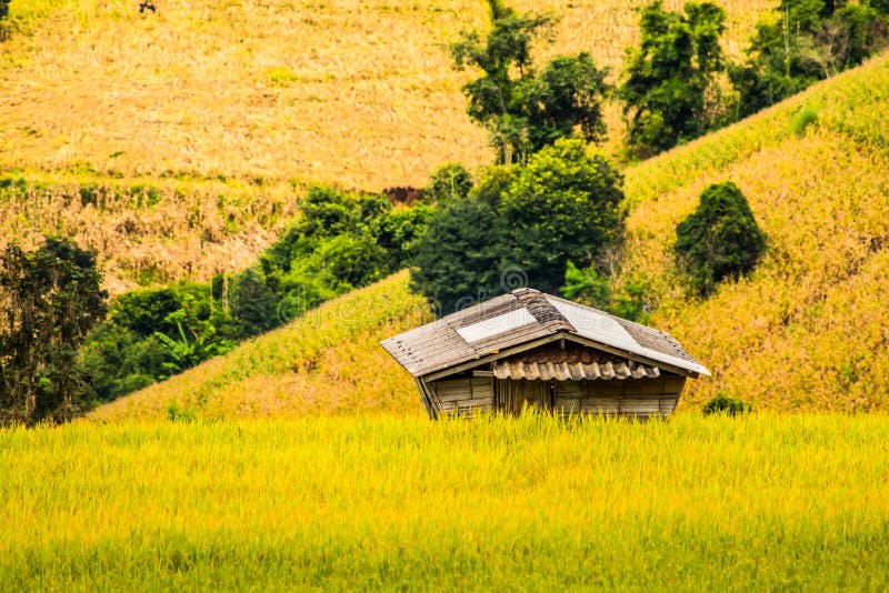 Rice paddies on high 9 stock image. Image of outdoor - 102777751
