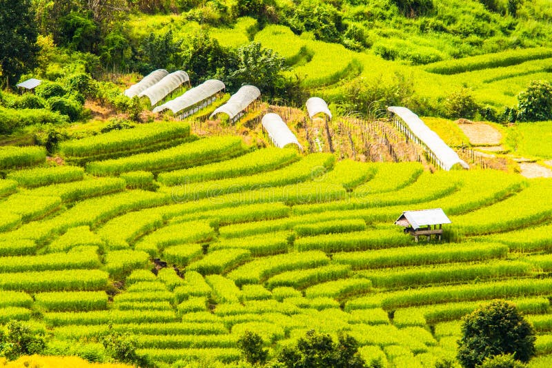 Rice paddies on high 23 stock photo. Image of rice, field - 102777300