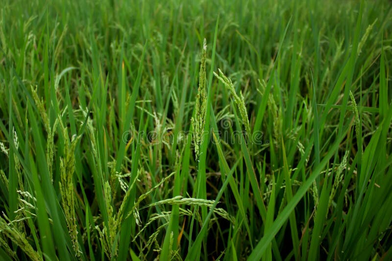 Rice Fields Planted with Rice Stock Image - Image of countryside, farm ...