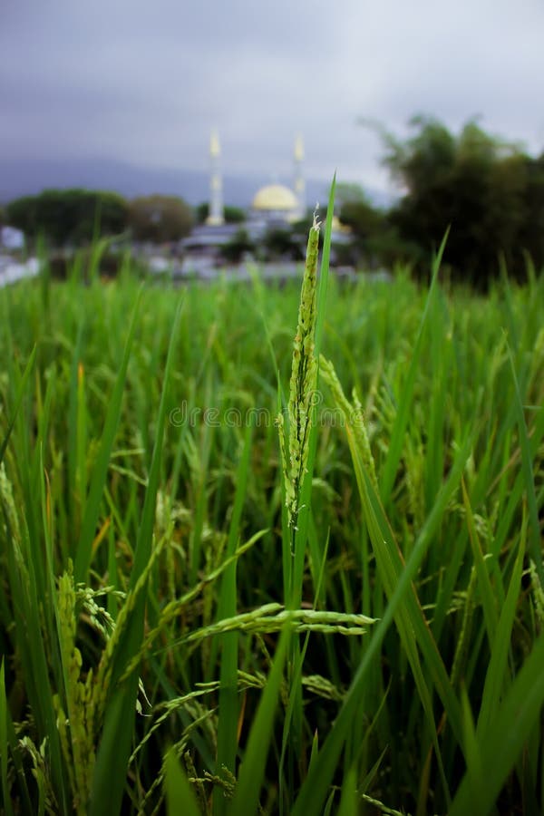 Rice Fields Planted with Rice Stock Photo - Image of asian, agriculture ...