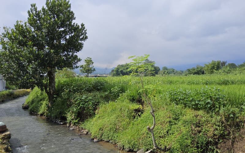 Rice Fields Planted with a River Stream Below it Stock Image - Image of ...