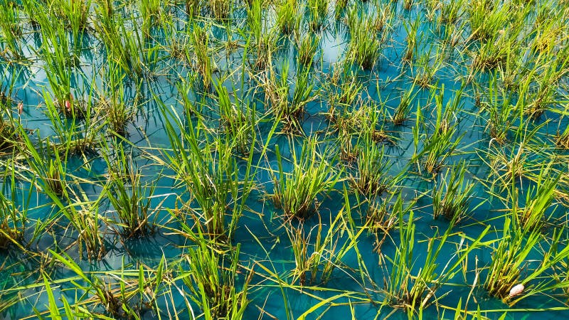 Rice Fields Polluted with Waste Stock Photo - Image of agriculture ...