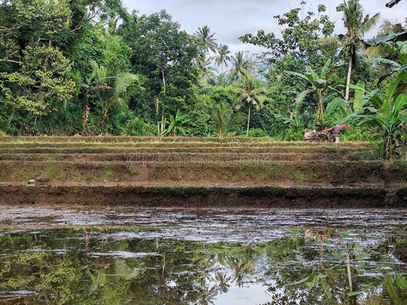 Rice Fields during Preparation for Rice Planting. Stock Photo - Image ...