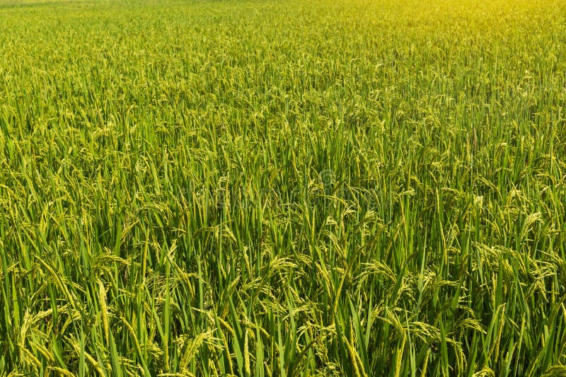 Rice Fields in the Process of Blooming Stock Photo - Image of stem ...