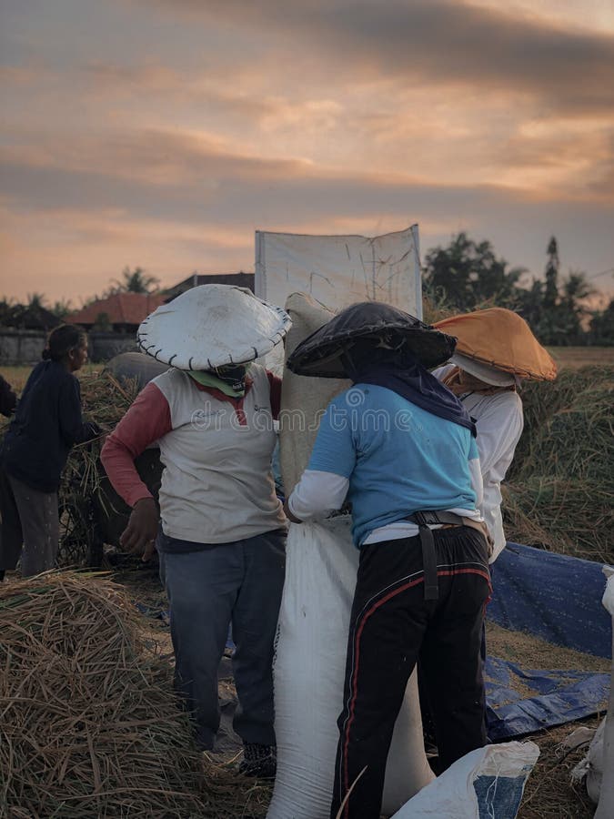 Rice fields editorial photo. Image of rice, fields, harvesting - 200244871