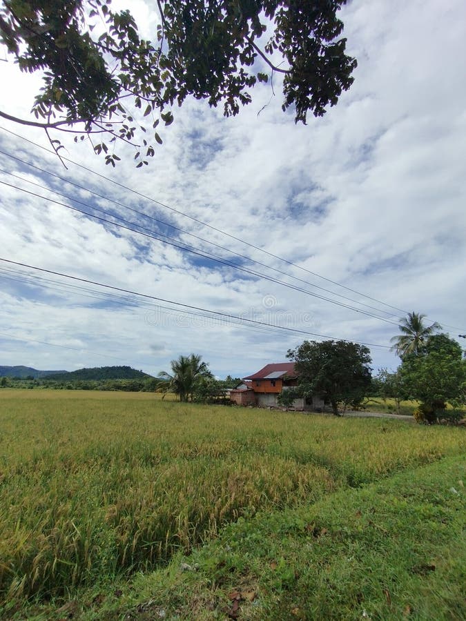 Rice Fields on Public Roads in the Village Stock Photo - Image of vill ...